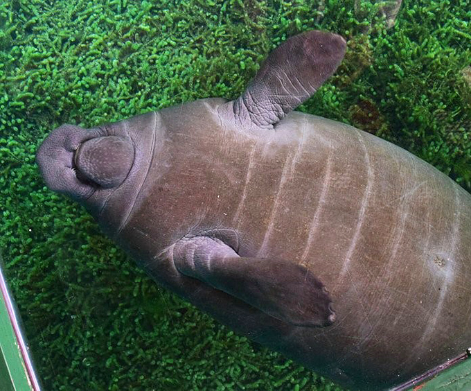 Manatees &ndash; nature's submarine teddy bears &ndash; glide through the springs with a grace that belies their size and an expression that says "life is good."