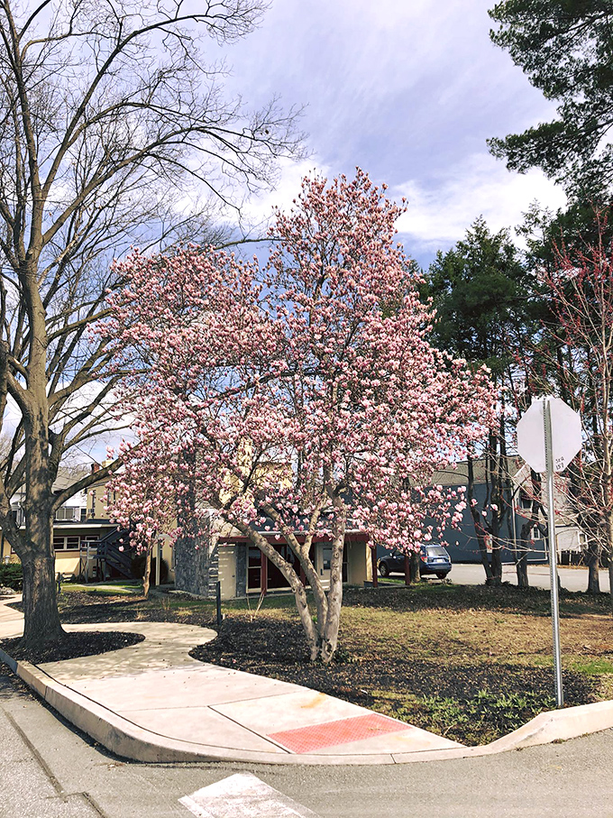 Even the trees in Mount Joy seem to celebrate good BBQ, blooming as if to say, "This way to flavor town!"