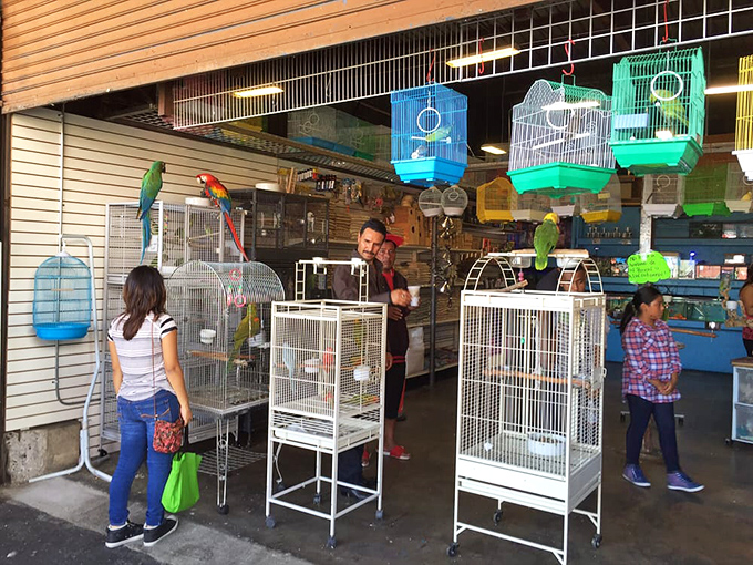 Colorful birds create a symphony of chirps and squawks. This mini aviary offers feathered companions that bring a slice of tropical life to urban homes.