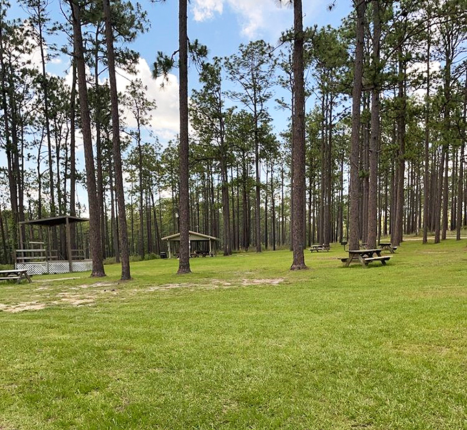 Picnic tables scattered among longleaf pines&mdash;the perfect spot to refuel after hiking, with no reservations required and five-star views included.