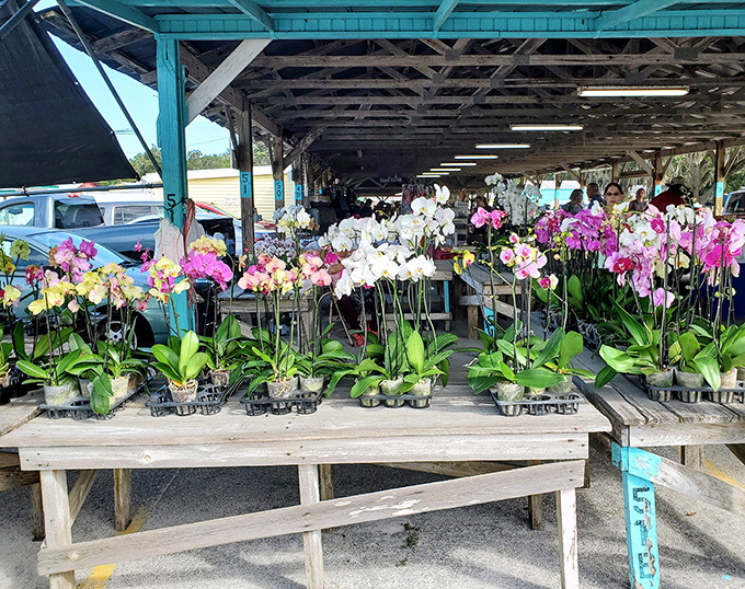 Exotic orchids bloom in organized rows, bringing tropical elegance to any space while requiring surprisingly minimal maintenance and care.