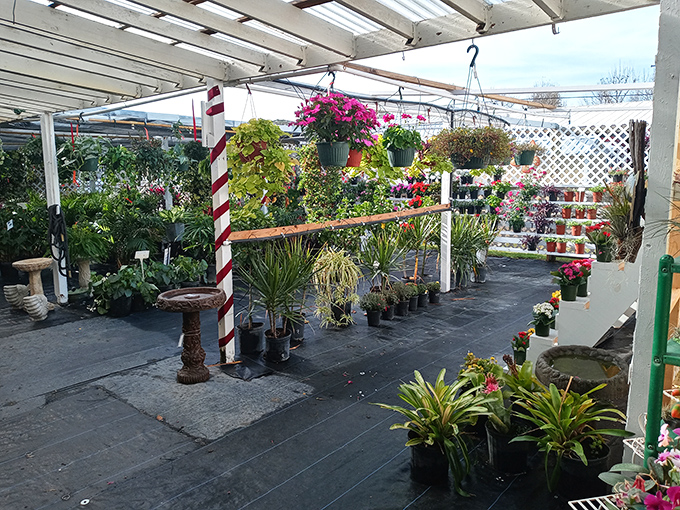 A garden center oasis where plant enthusiasts can find everything from practical herbs to exotic flora that will either thrive or dramatically die within a week.