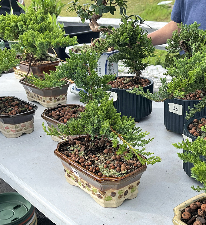 Miniature trees with maximum charm. These bonsai have more patience than the shoppers haggling over them&mdash;they've been practicing the art of waiting.