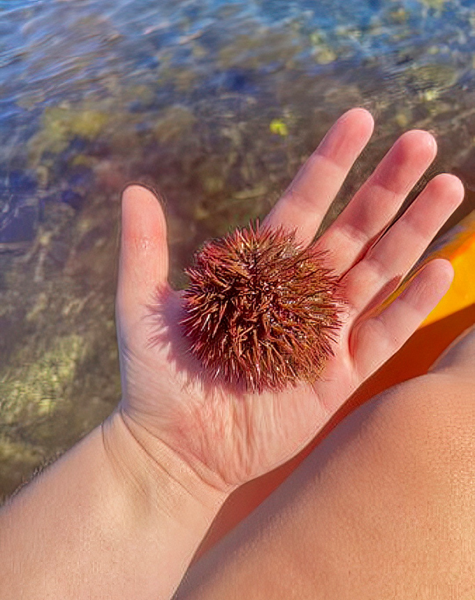 "Look what I found!" A sea urchin offers a prickly hello from the shallow waters. Nature's stress ball with a warning label.