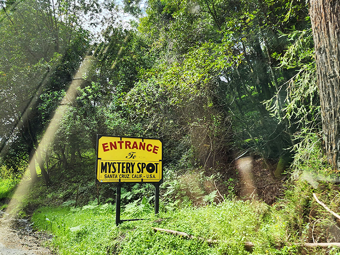 Sunbeams filter through redwoods to illuminate the entrance sign, creating a magical first impression worthy of California's most beloved gravitational anomaly.