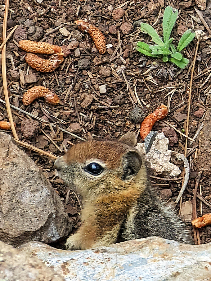 Local ground squirrels serve as unofficial greeters, proving that even the wildlife here knows good hospitality matters.