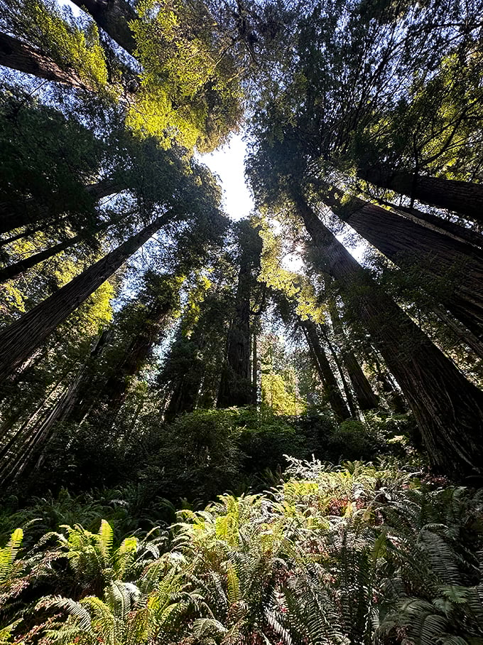 Look up and lose yourself in perspective. These towering giants create nature's own kaleidoscope against the California sky.