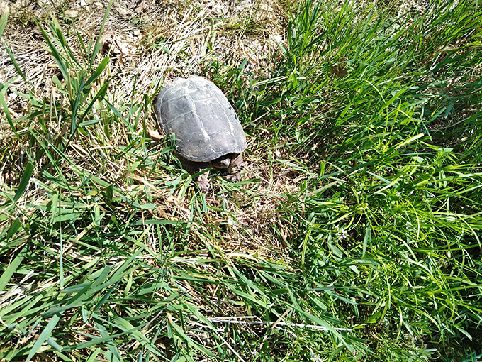 The original slow traveler of Sangchris Park. This turtle isn't on vacation&mdash;he's teaching a masterclass in taking life at exactly the right pace.