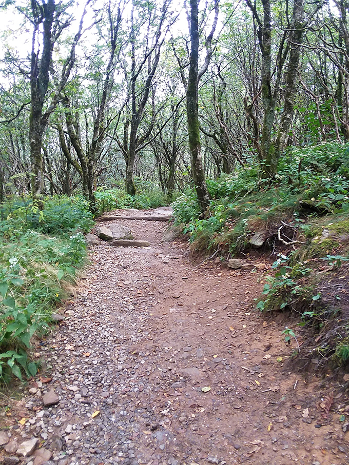 The trail may look humble, but it leads to views that have stopped conversations mid-sentence for generations.
