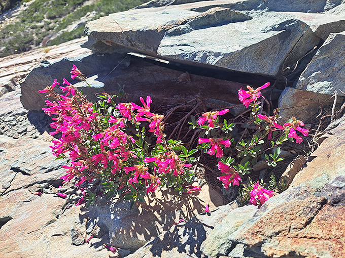 Nature's confetti celebrating another Sierra day. These vibrant wildflowers somehow find enough determination to bloom between ancient mountain rocks.