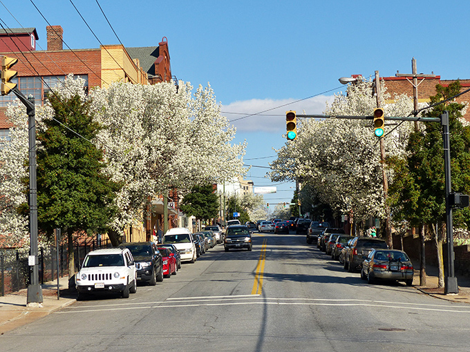 Lynchburg's downtown blooms with Bradford pear trees in spring, creating nature's version of a wedding arch over Main Street.