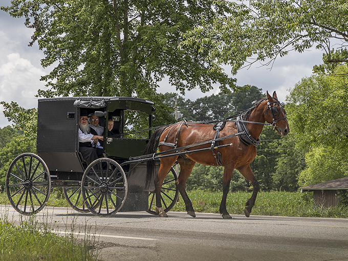 Horse and buggy on the move! A glimpse into everyday Amish transportation that makes rush hour traffic seem suddenly ridiculous.