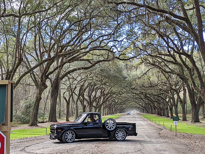 The oak-lined entrance to Wormsloe looks like nature's own cathedral, with Spanish moss creating a magical canopy overhead.