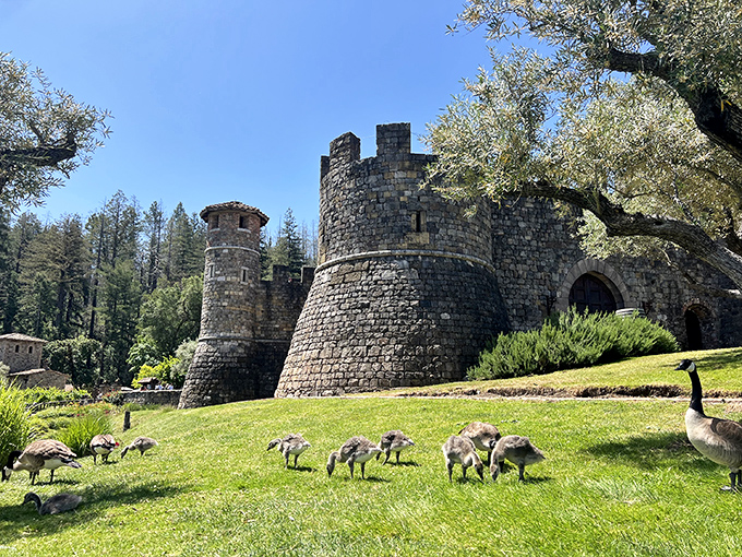 Who needs a European vacation? This 13th-century-style castle in Napa Valley comes with wine instead of dragons.