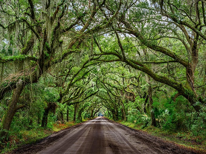 When trees become your therapists, every mile feels like a gentle embrace from old friends.
