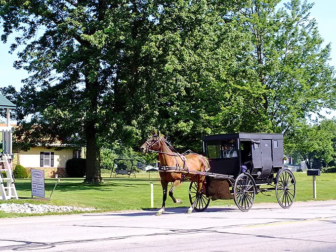 The quintessential Amish buggy moment! This horse seems to know the route better than some GPS systems I've used.