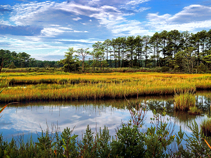Golden marshlands stretch toward the horizon, creating a sanctuary for wildlife and a feast for the eyes that changes colors with each passing season.