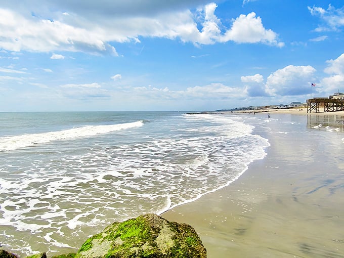 The gentle slope of Edisto's shoreline creates perfect wave-running conditions for both toddlers and timid adults who prefer their ocean adventures decidedly mellow.