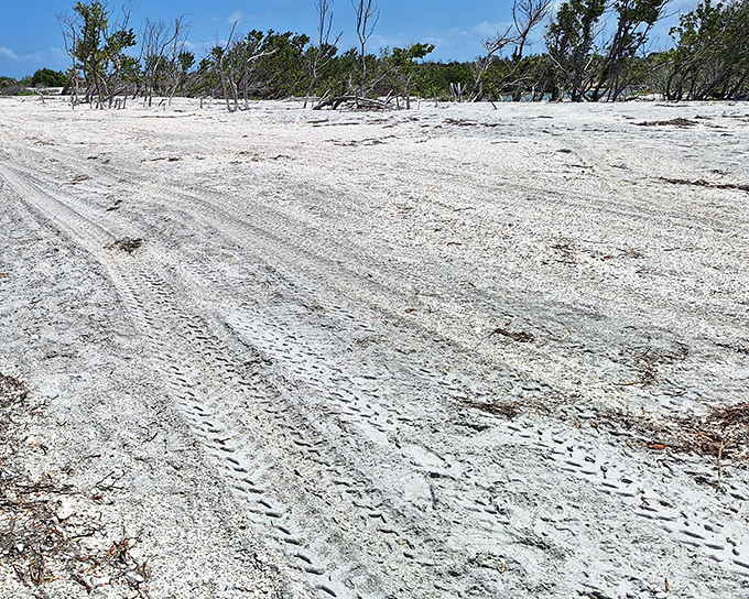 Footprints tell stories of early morning shell hunters and sunset strollers. This pristine sand awaits your own temporary signature.