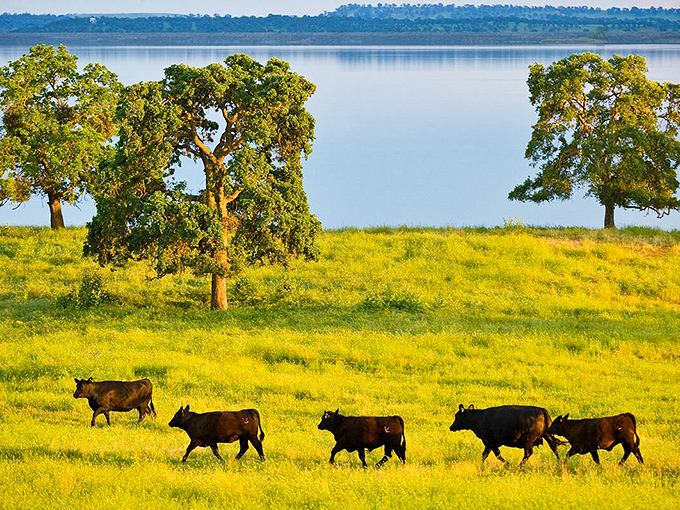 Nature's screensaver comes to life as cattle parade across golden fields with Lake Camanche shimmering in the background&mdash;rural California showing off without even trying.