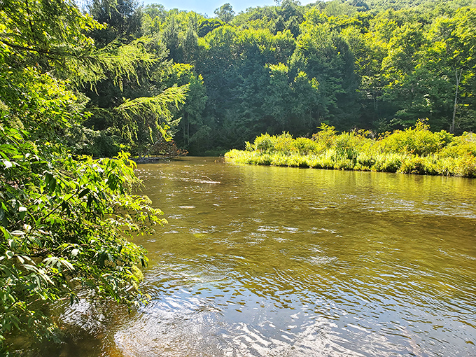 The East Branch of the Clarion River doesn't just flow &ndash; it glows with that amber hue that makes photographers weak at the knees.