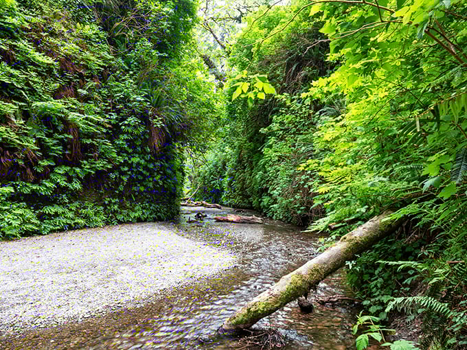 The gentle stream carves its path through the canyon, creating a natural highway for adventurers and the occasional brave banana slug.