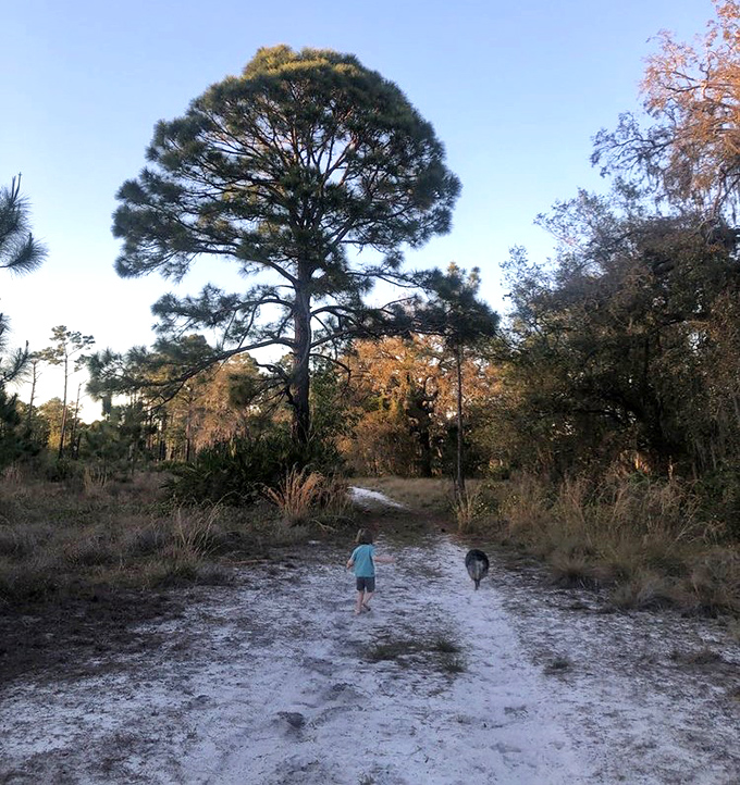 Florida's version of a mountain trail! Sandy paths wind through towering pines, inviting explorers of all ages to discover what lies beyond the bend.