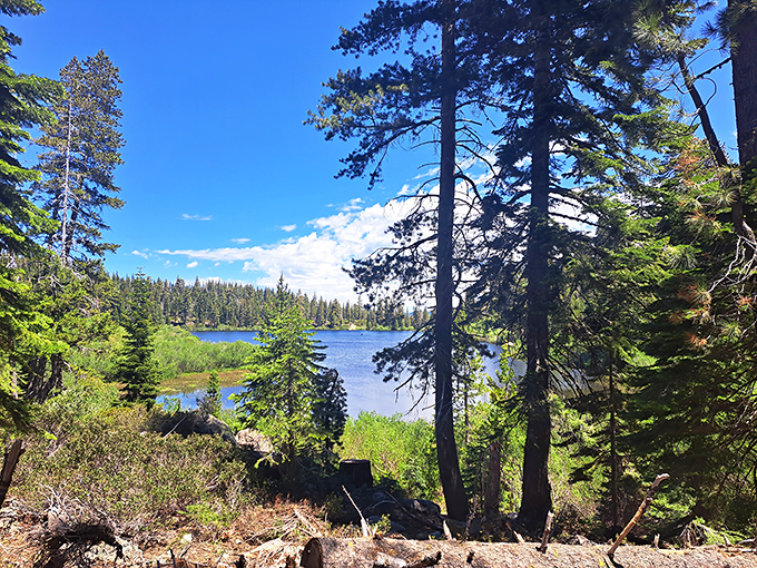Where trees stand guard like ancient sentinels. The crystalline waters reflect the sky so perfectly, you'll wonder which way is up.
