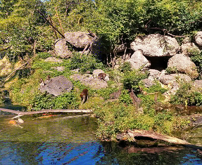 Nature's reality show unfolds as monkeys lounge by the water, plotting their next snack heist with surprising strategic intelligence.