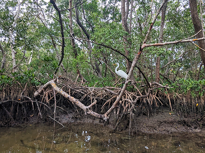 A solitary egret stands sentinel among the twisted mangrove roots. Like finding a pearl in an oyster, these unexpected wildlife encounters make every paddle worthwhile.