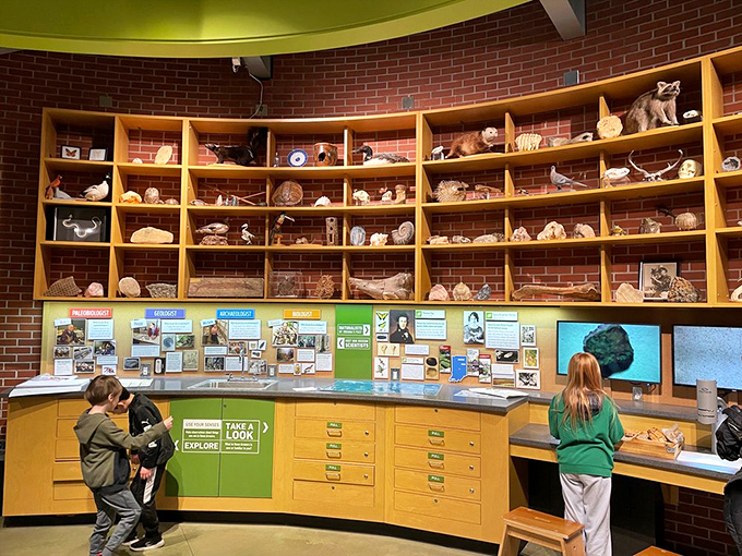 Curiosity cabinets reimagined for the 21st century. The Naturalist's Lab invites visitors to examine Indiana's natural treasures up close, no magnifying glass required.