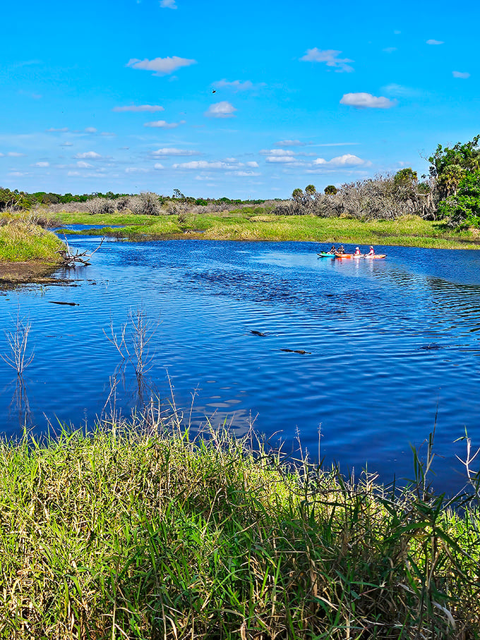 Kayakers glide across Myakka's mirror-like waters while alligators lurk below. It's nature's version of "you can look but don't touch." 