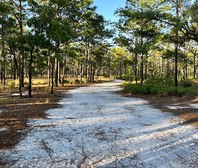 The sandy trail beckons like nature's welcome mat, inviting you to discover what lies beyond each sun-dappled curve.