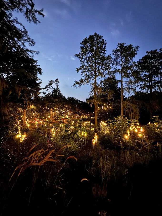 Nature's light show rivals any Broadway production as twilight descends on Brookgreen Gardens, creating a mesmerizing glow across the landscape.