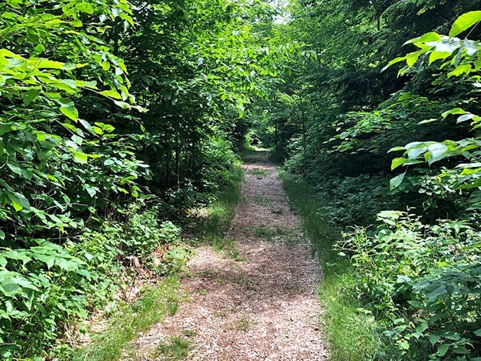 Nature's hallway beckons adventure seekers. This sun-dappled trail through lush Wisconsin greenery promises discoveries that no smartphone notification can match.