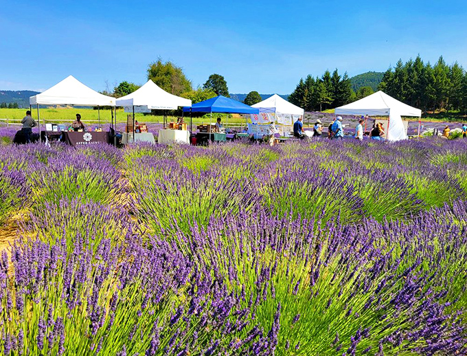 Festival day at the farm! White tents and purple fields create the perfect summer backdrop for local artisans sharing their lavender-inspired creations.