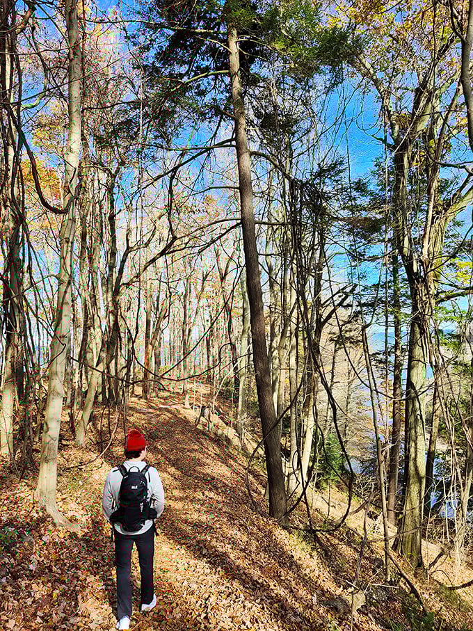 Hiking at Erie Bluffs feels like discovering a secret chapter of Pennsylvania that someone forgot to include in the guidebooks. The path ahead always promises something wonderful.