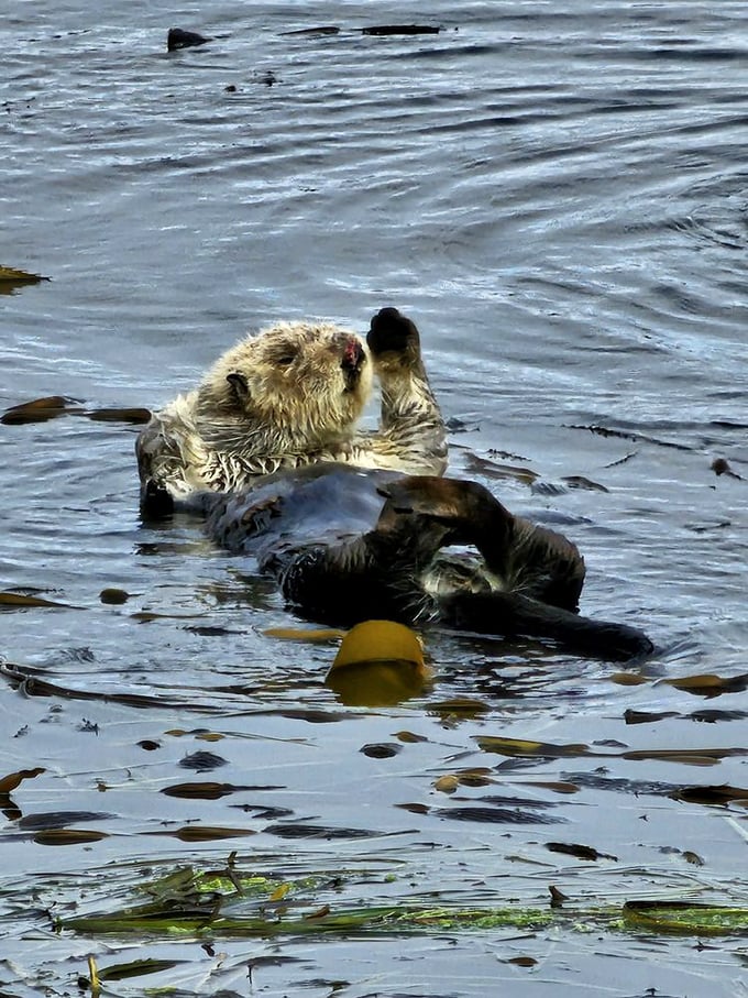 This sea otter demonstrates the art of relaxation better than any spa retreat. Floating on its back, it's the unofficial mascot of Morro Bay's laid-back charm.