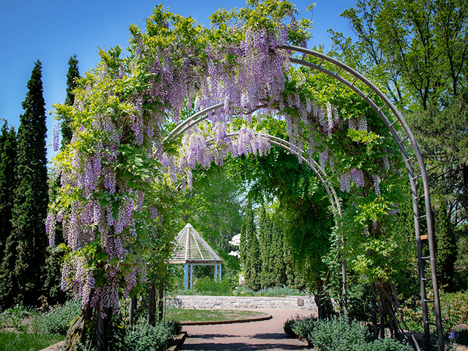 Wisteria creates a purple gateway to wonderland. Walking under this flowering arch feels like entering the royal gardens of some forgotten fairy tale.
