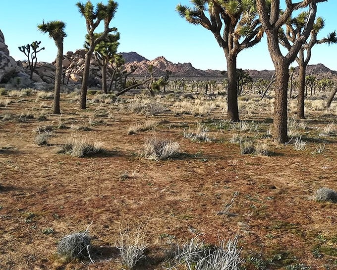 Nature's own sculpture garden, where Joshua trees strike dramatic poses against the desert backdrop. They're like dancers frozen mid-performance.