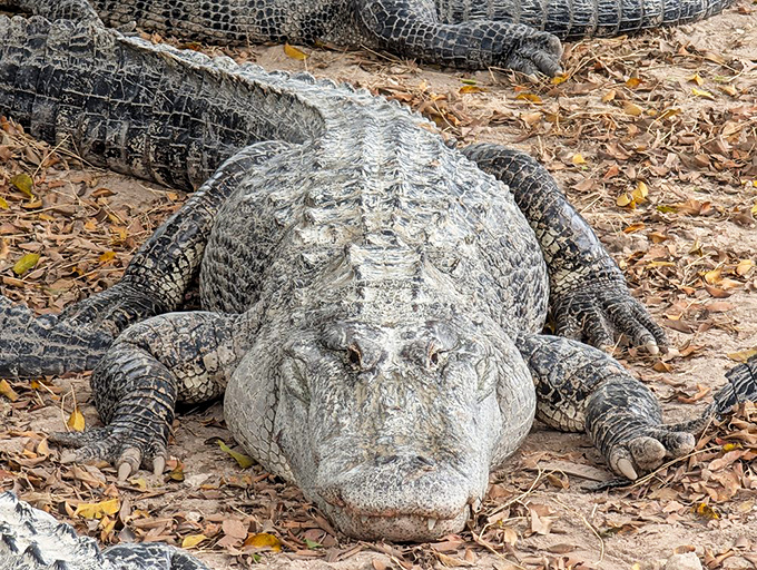 Meet your prehistoric host, sporting an expression perfected over 200 million years. That's not a smile&mdash;it's evolution's most efficient food trap.