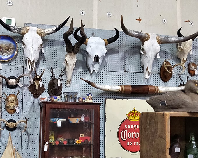 Where the Wild West meets Charlotte! This collection of skulls tells stories of prairies past while tempting urban cowboys.