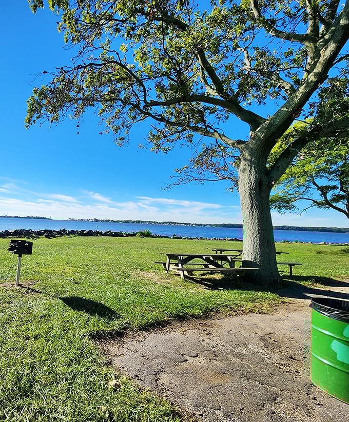 Nature's perfect picnic spot awaits under this majestic tree, where the bay provides dinner entertainment better than any TV show.