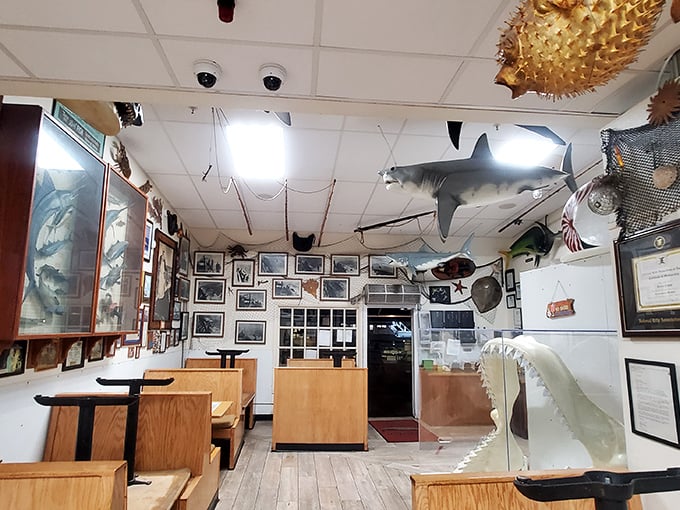 Inside, it's maritime memorabilia heaven! Sharks suspended from the ceiling watch over diners like friendly guardians of seafood paradise.