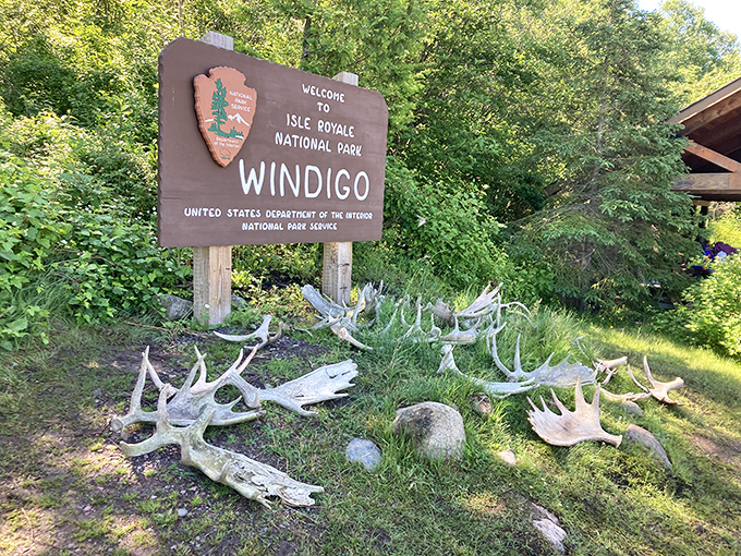 Moose antlers tell the story at Windigo's welcome sign. Mother Nature's version of a guest book, where every shed rack represents another wild island resident.
