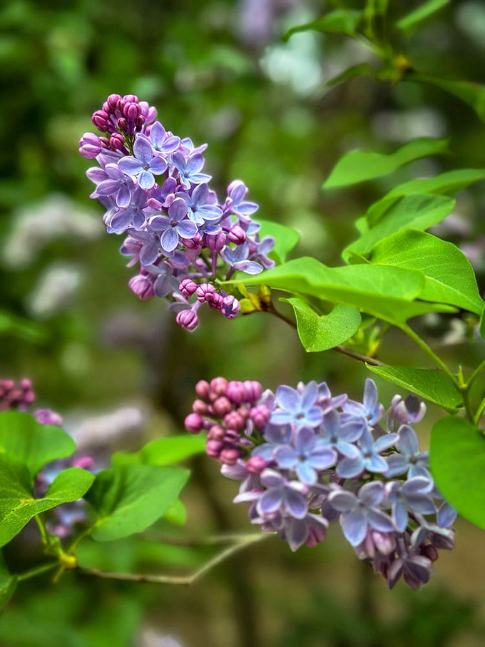 Lilacs that look like they're auditioning for a perfume commercial. These purple beauties perform their fragrant magic every spring, no special effects needed.