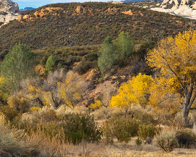 Fall paints the Sespe Wilderness in a palette that would make Bob Ross weep with joy. Those golden trees are nature's exclamation points!