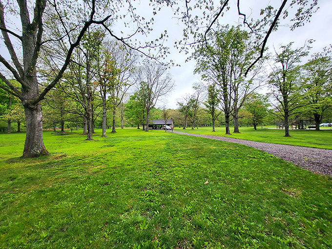 Spring's electric green carpet unfurls beneath towering sentinels. This isn't just a park&mdash;it's nature's living room, and everyone's invited.