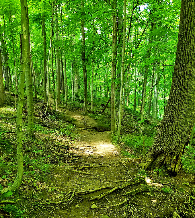 Following this dappled sunlit trail feels like walking through a scene from a Tolkien novel&mdash;minus the orcs, thankfully.
