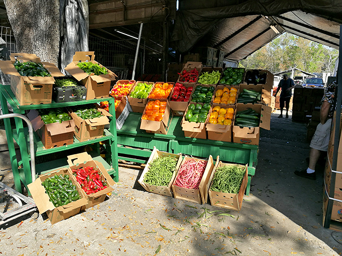 Nature's color palette on full display! These wooden crates showcase Florida's bounty, from fiery peppers to emerald beans, each waiting to become tonight's dinner star.